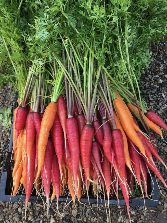 Farm Store - Wild Leek Farm